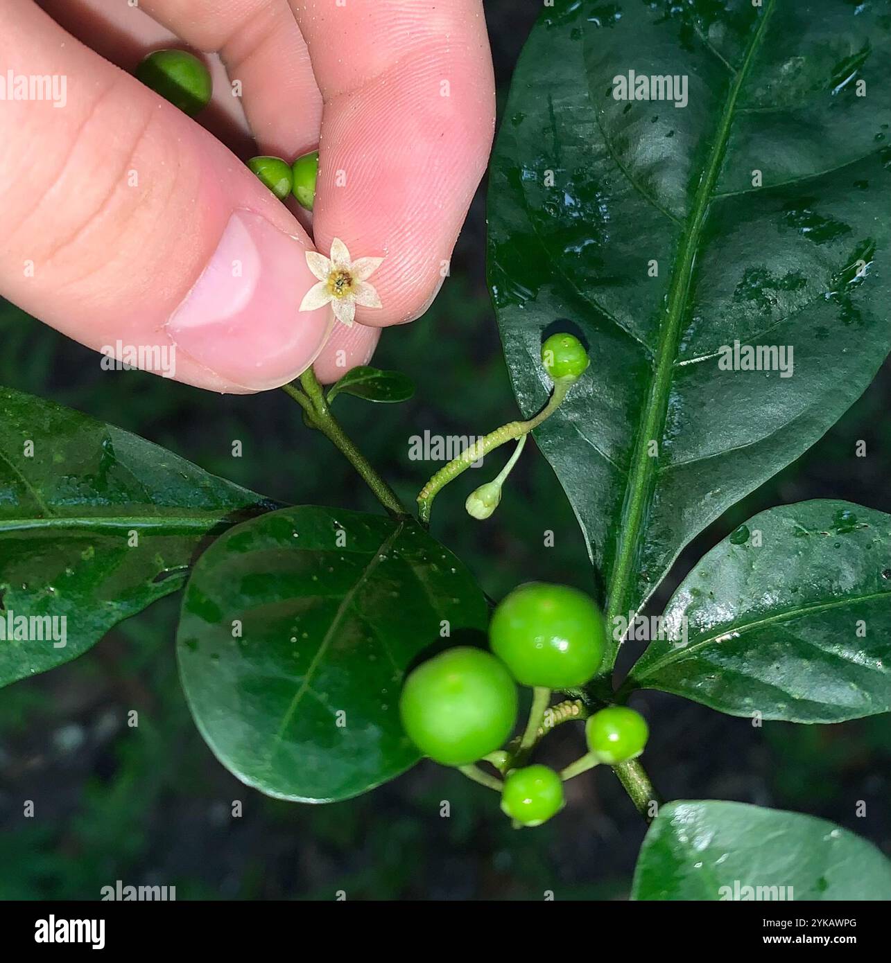 Solanum diphyllum hi-res stock photography and images - Alamy