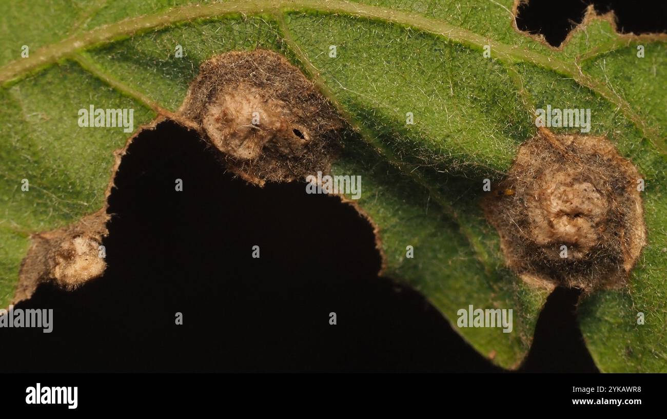 Oak Wart Gall Wasp (Callirhytis quercusfutilis Stock Photo - Alamy