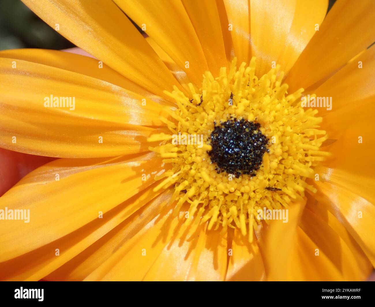 Karoo African Daisy (Arctotis leiocarpa Stock Photo - Alamy