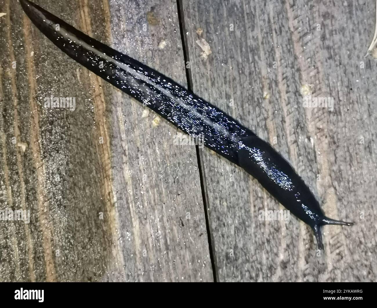 Ash black slug hi-res stock photography and images - Alamy