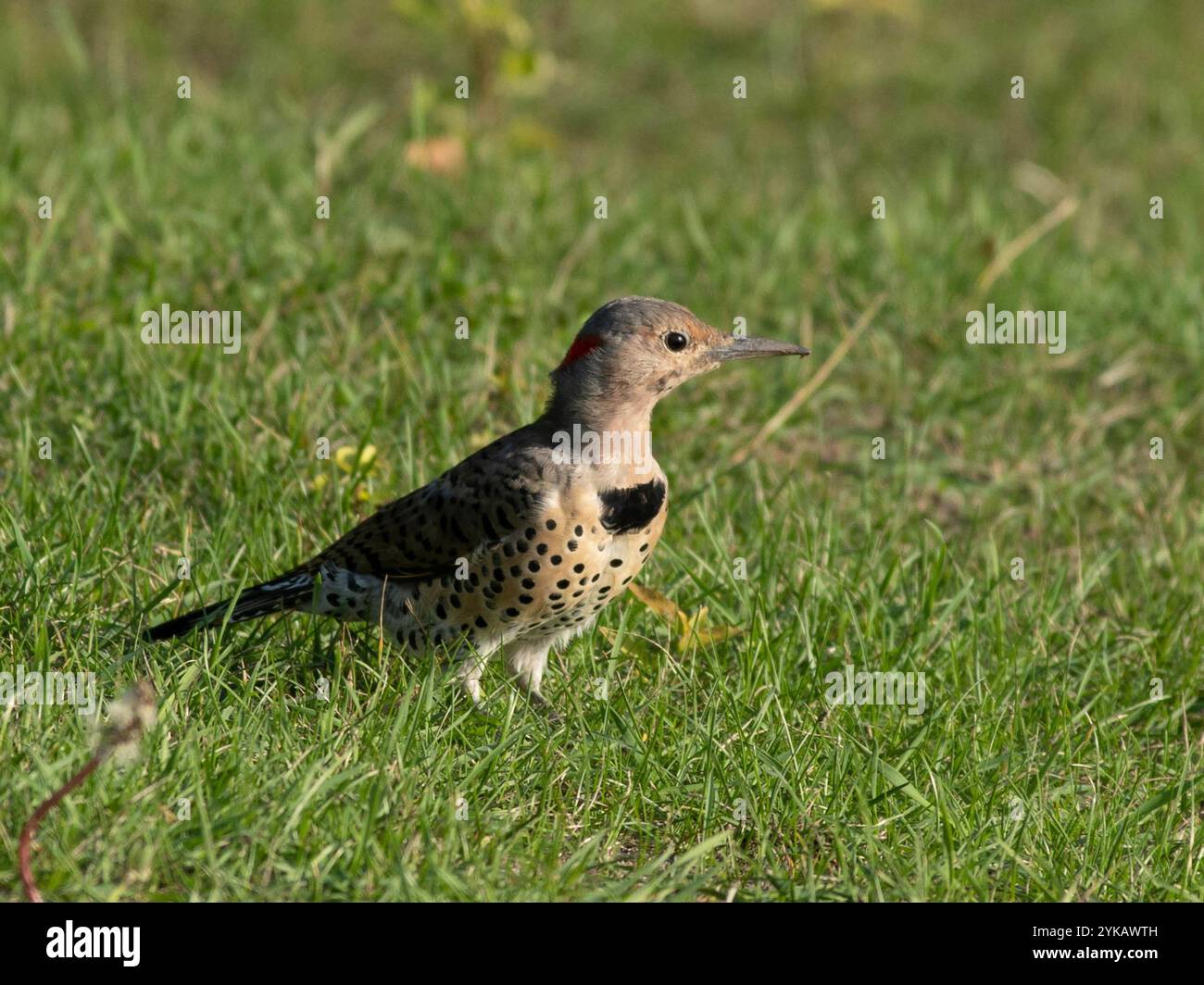 Northern Flicker (Colaptes auratus Stock Photo - Alamy