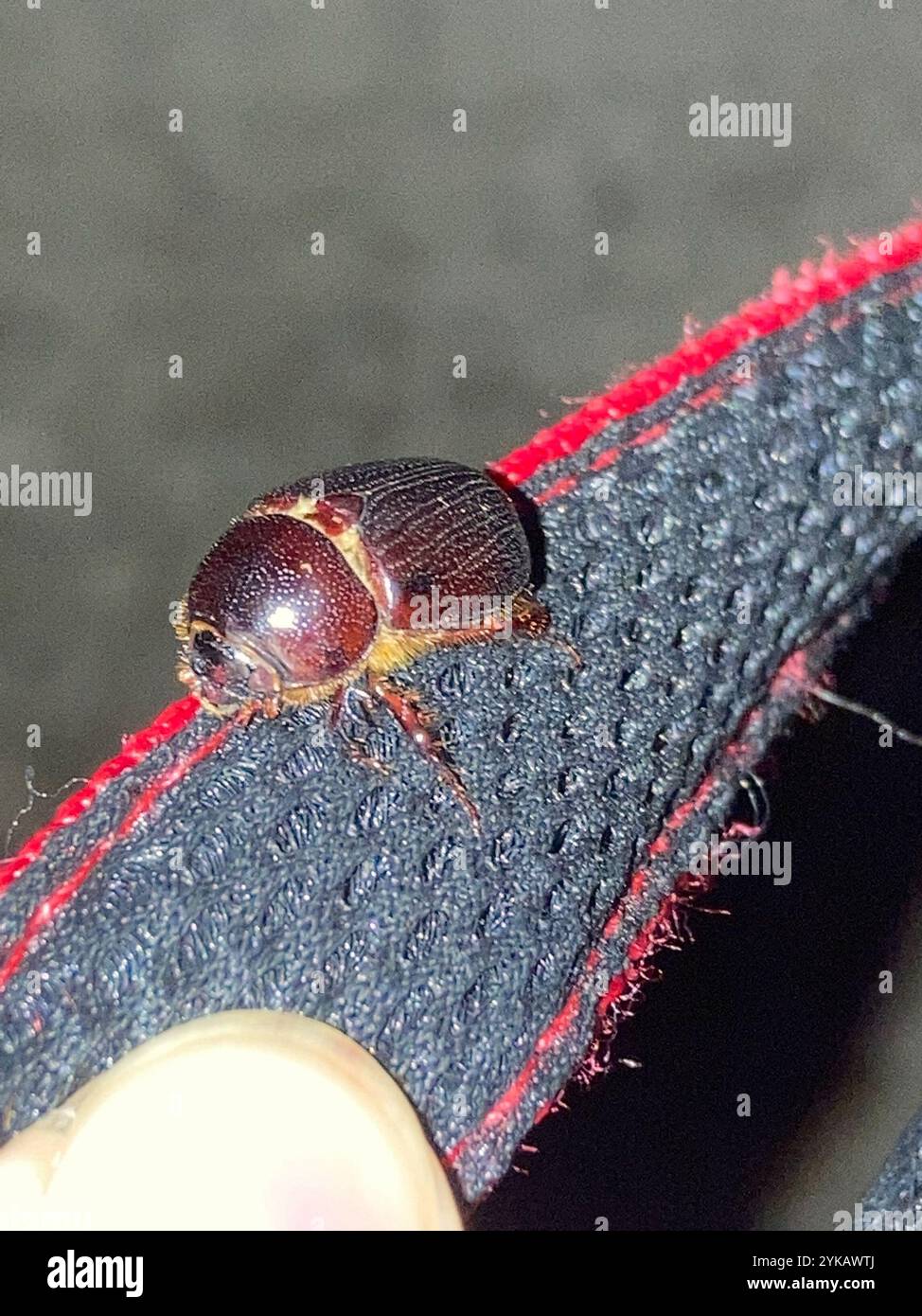 Carrot Beetle (Ligyrus gibbosus Stock Photo - Alamy