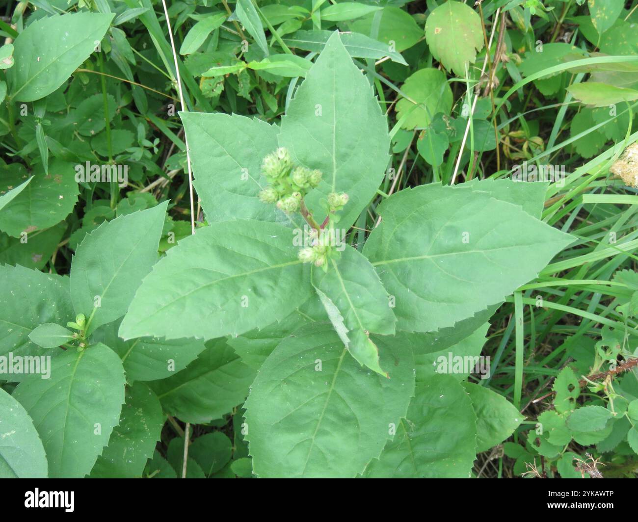wood asters (Eurybia Stock Photo - Alamy
