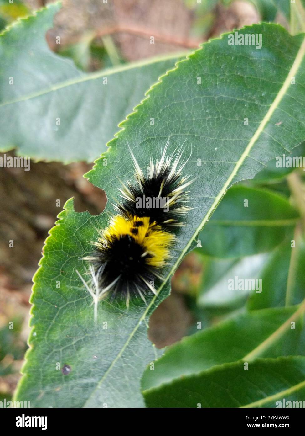 Spotted Tussock Moth (Lophocampa maculata Stock Photo - Alamy