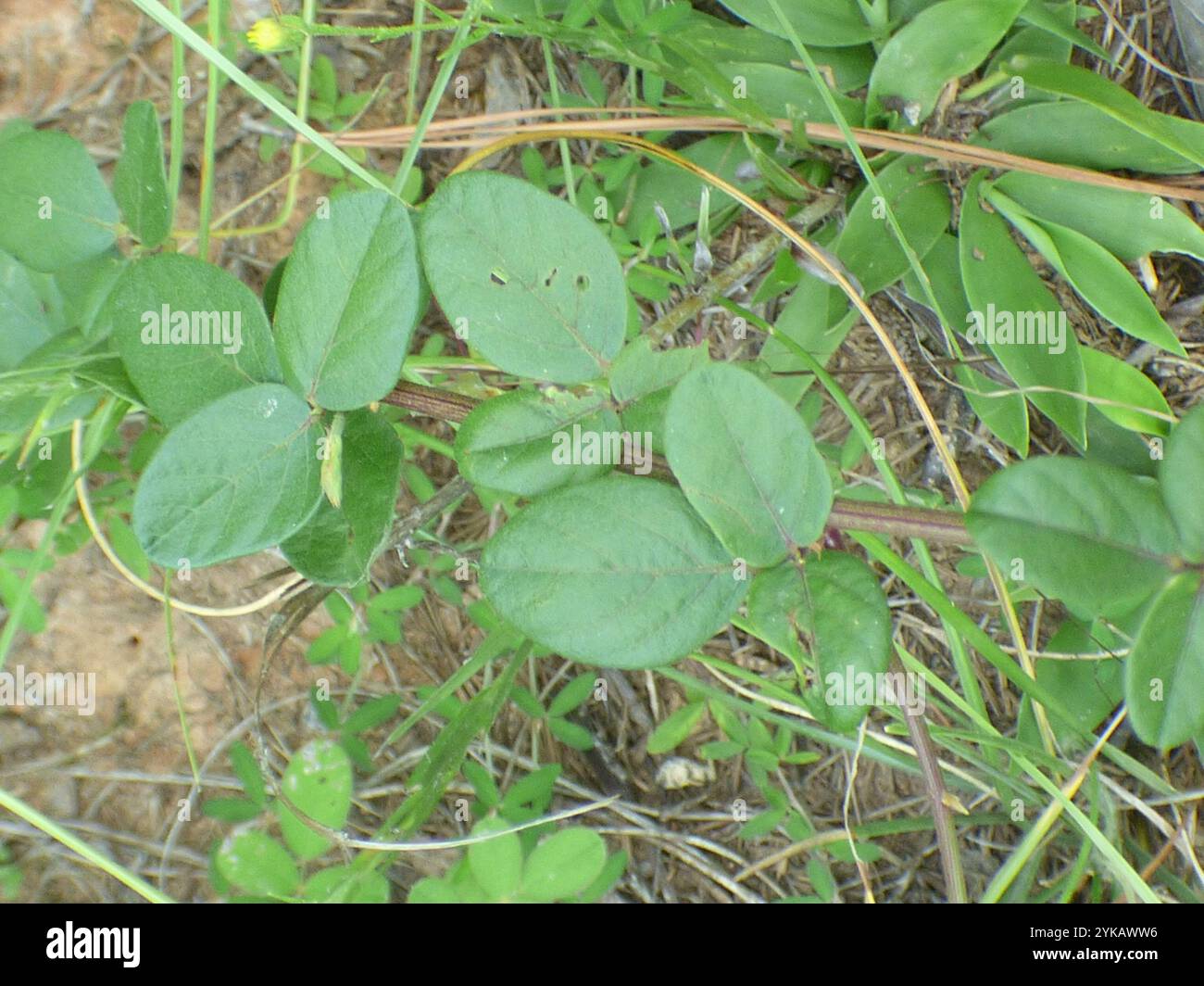 Little-leaf Tick-clover (Desmodium ciliare Stock Photo - Alamy