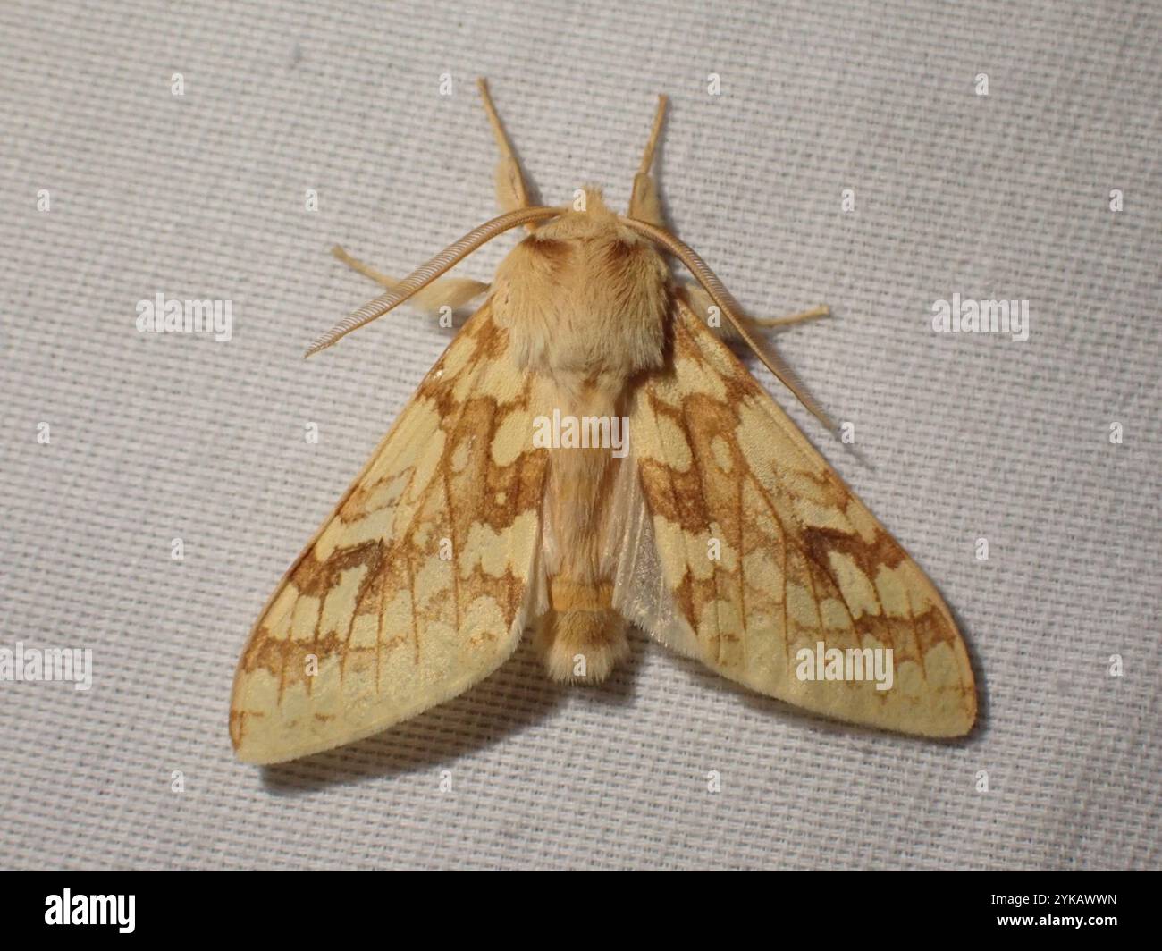 Spotted Tussock Moth (Lophocampa maculata Stock Photo - Alamy