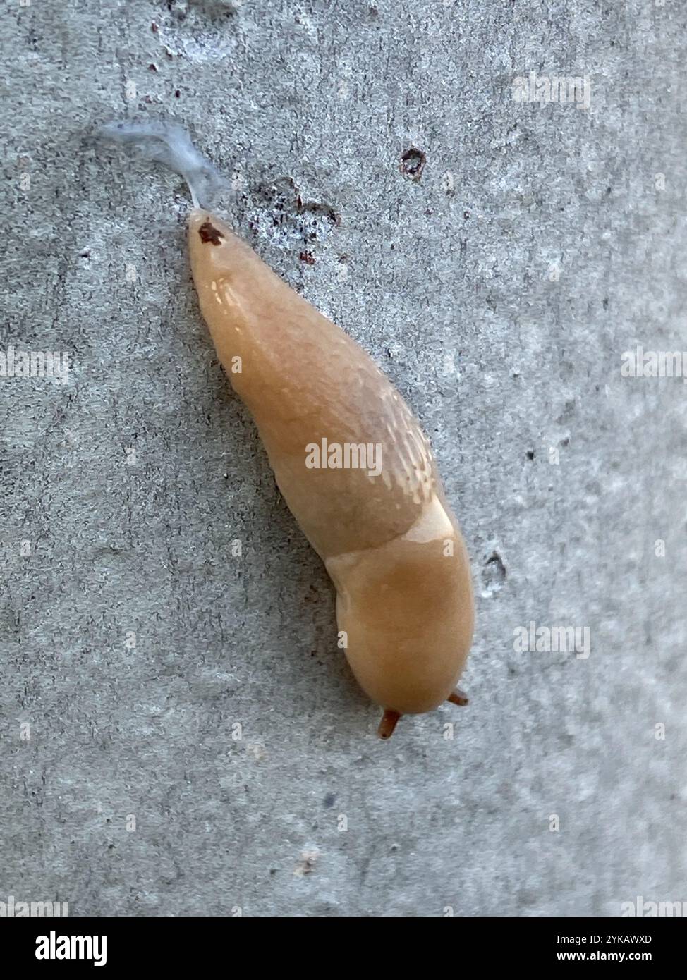 Milky slug hi-res stock photography and images - Alamy