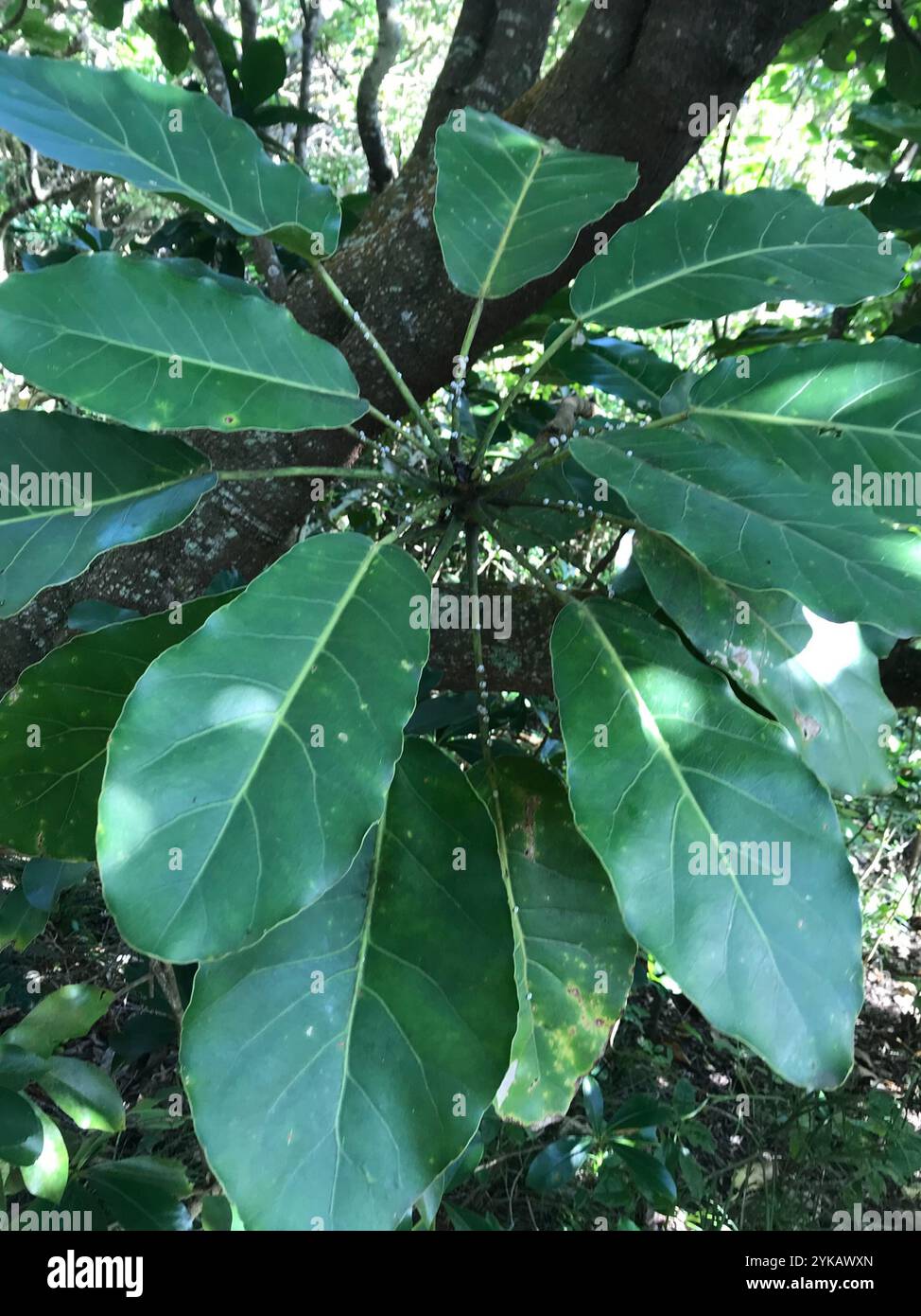 Meryta hi-res stock photography and images - Alamy