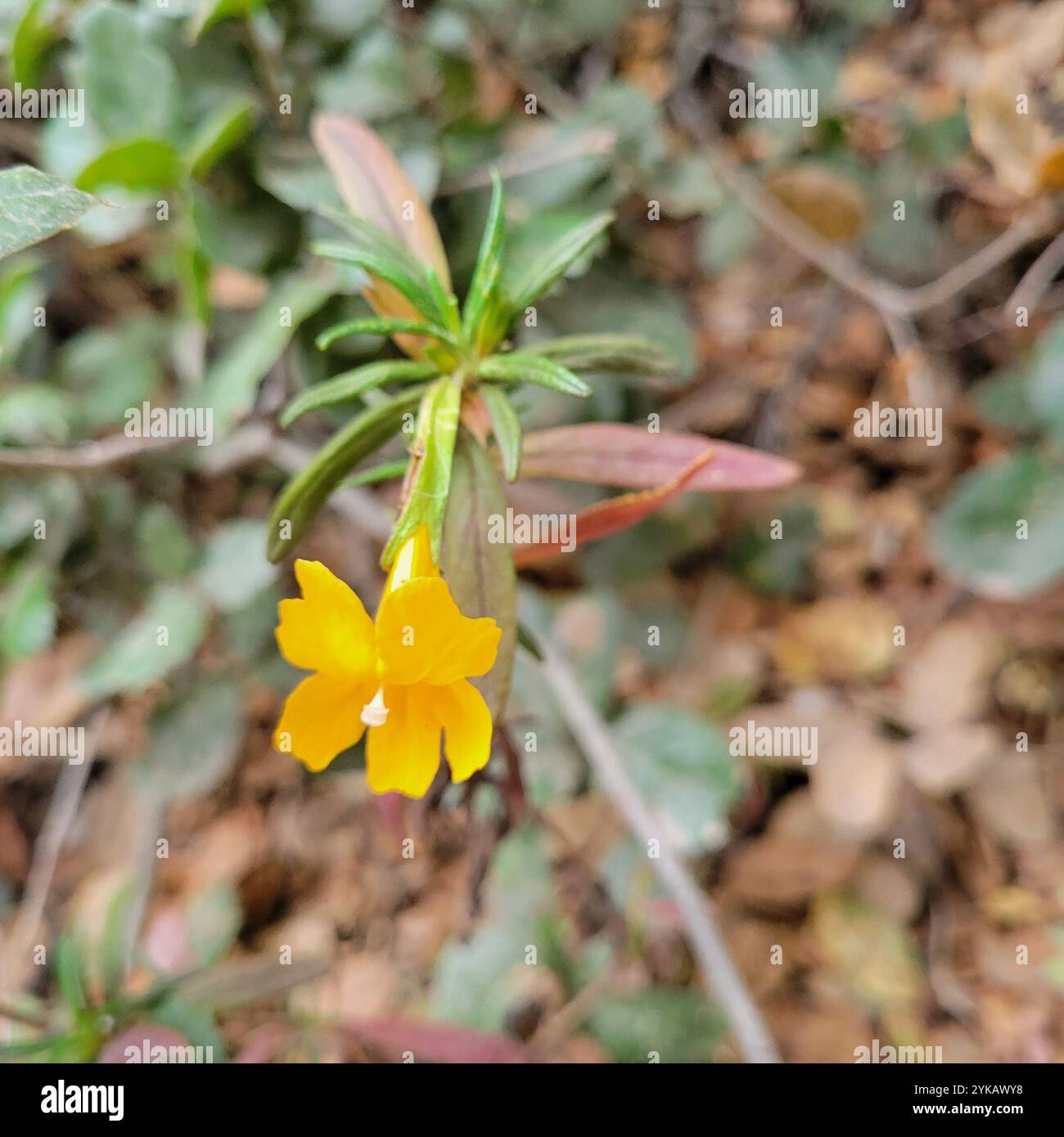 orange bush monkeyflower (Diplacus aurantiacus Stock Photo - Alamy