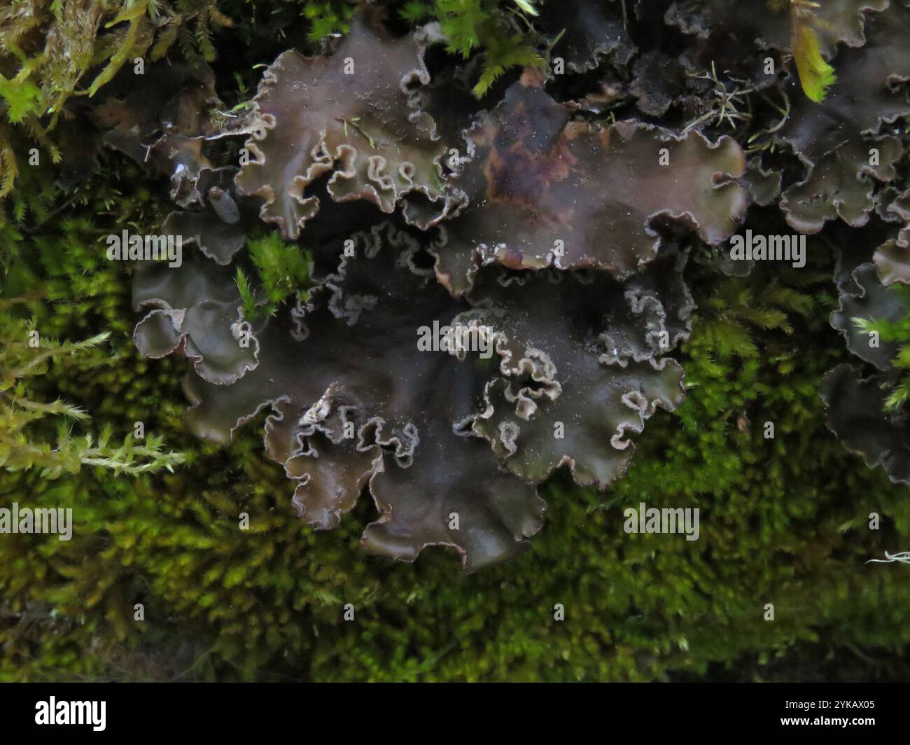 tree pelt lichen (Peltigera collina Stock Photo - Alamy