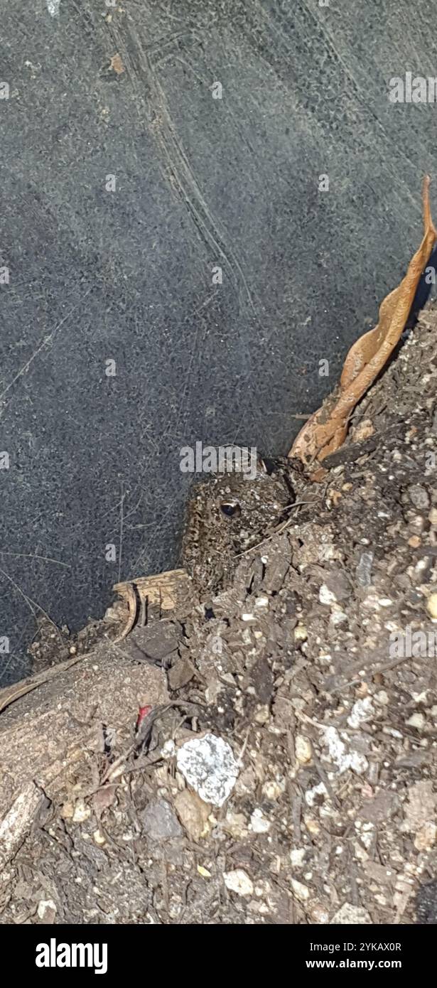 Bumpy Rocket Frog (Litoria inermis Stock Photo - Alamy
