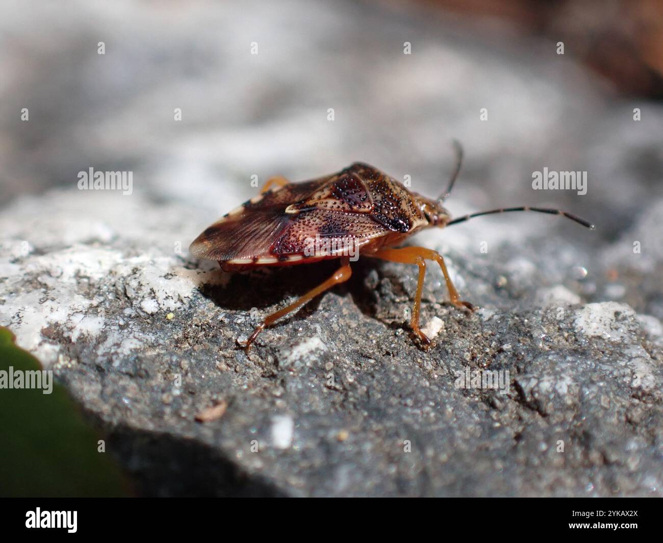 Edge-striped Shield Bug (Elasmucha lateralis Stock Photo - Alamy