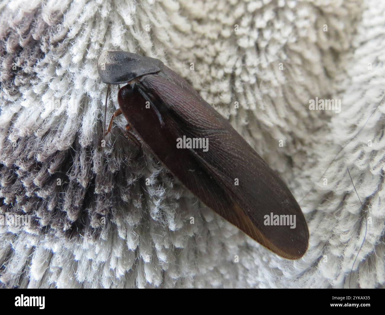 Giant Cockroaches (Blaberidae Stock Photo - Alamy