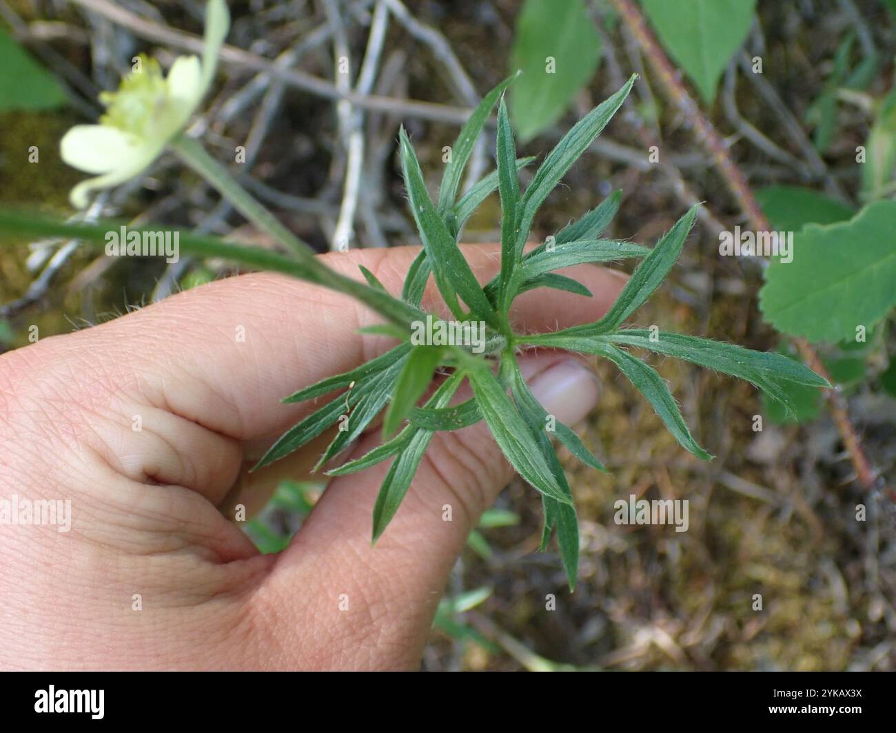 Cutleaf Anemone (Anemone multifida Stock Photo - Alamy