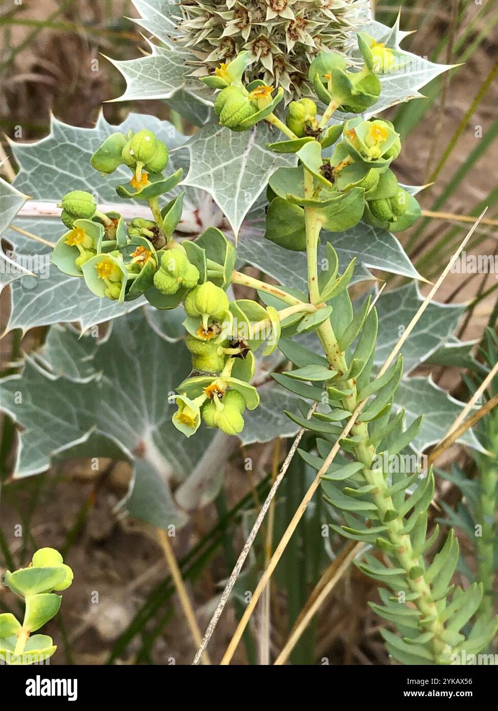 Sea Spurge (Euphorbia paralias Stock Photo - Alamy