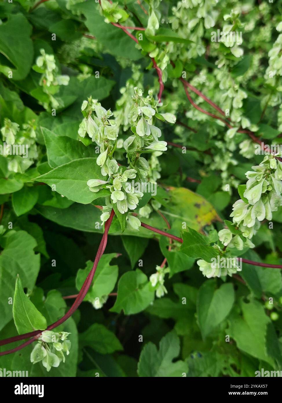 climbing false buckwheat (Fallopia scandens Stock Photo - Alamy