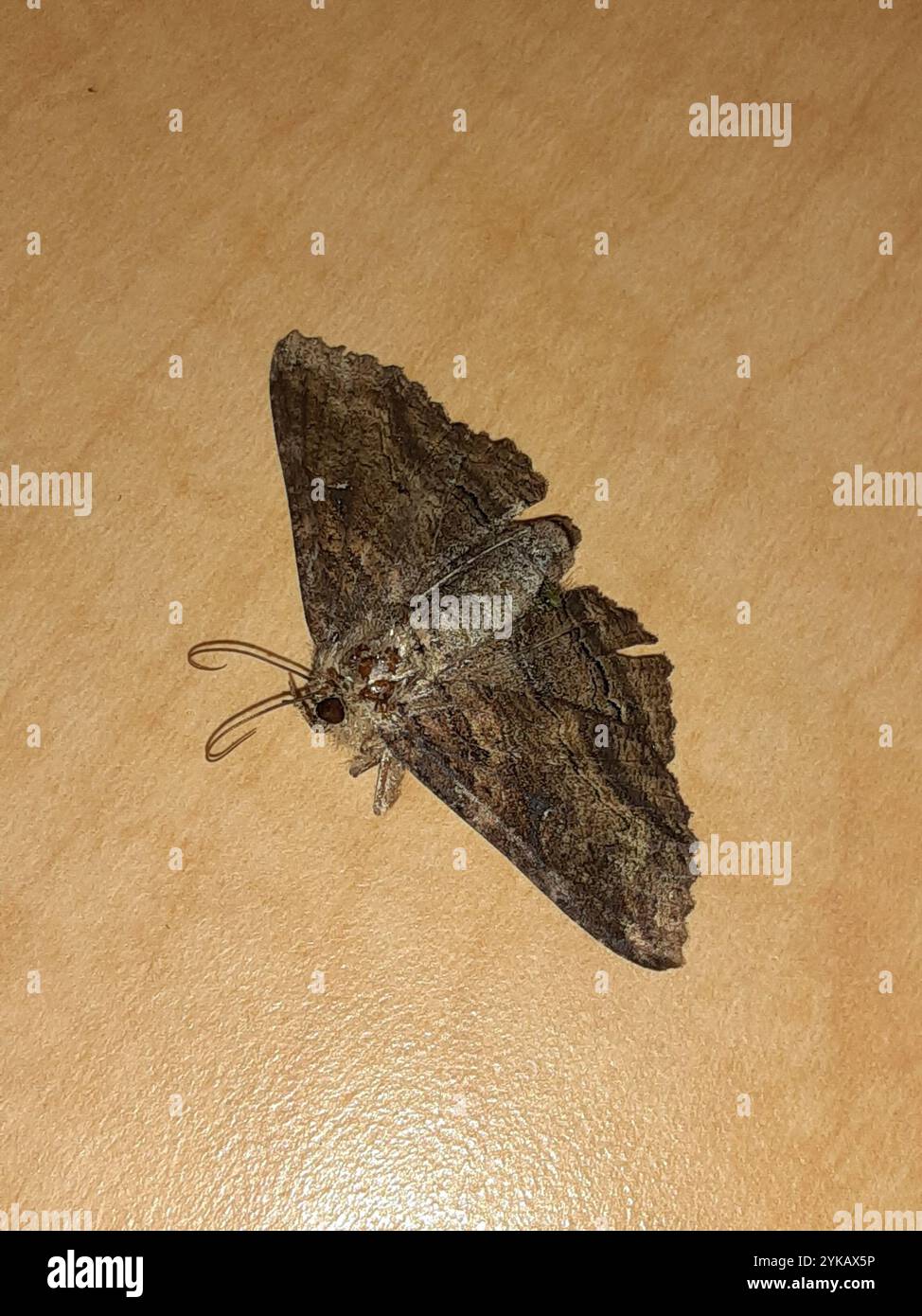 Lunate Zale Moth (Zale lunata Stock Photo - Alamy