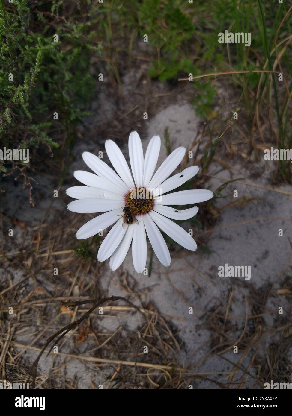 African oxeye (Dimorphotheca nudicaulis Stock Photo - Alamy