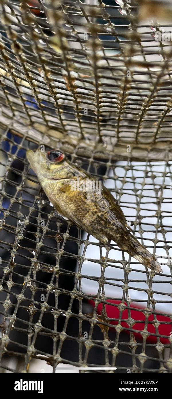 Rock Bass (Ambloplites rupestris Stock Photo - Alamy