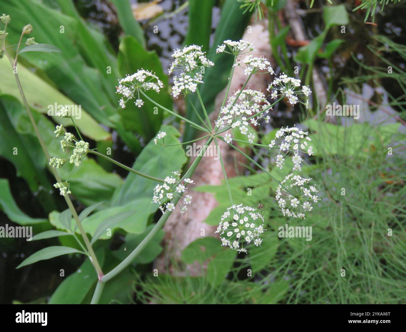 Western Water Hemlock (Cicuta douglasii Stock Photo - Alamy