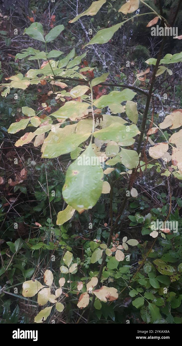 Oregon Ash (Fraxinus latifolia Stock Photo - Alamy
