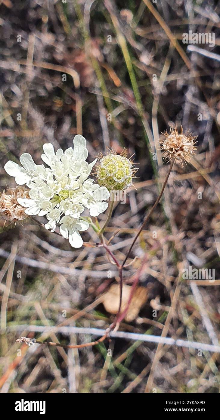 Cream Scabious (Scabiosa ochroleuca Stock Photo - Alamy