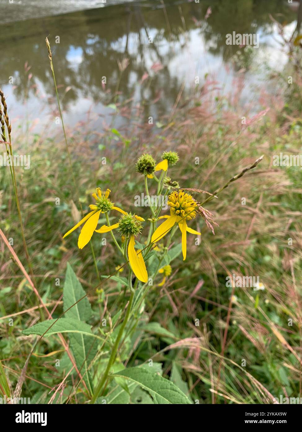 Wingstem (Verbesina alternifolia Stock Photo - Alamy