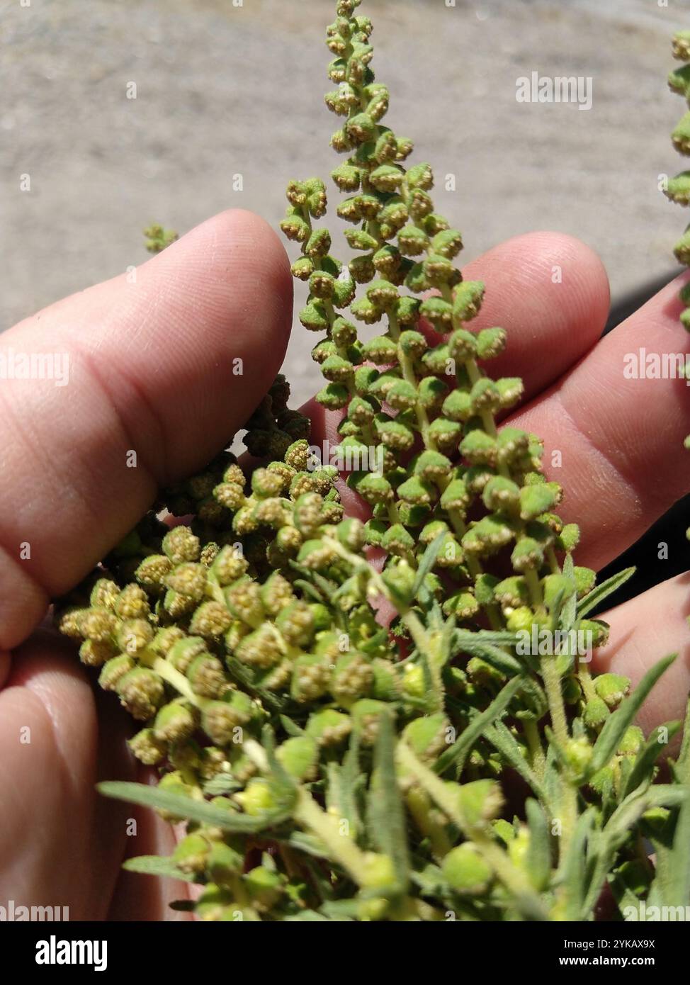 western ragweed (Ambrosia psilostachya Stock Photo - Alamy