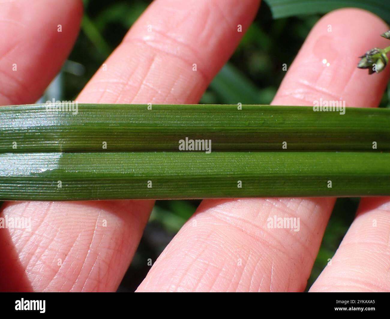 Panicled Bulrush (Scirpus microcarpus Stock Photo - Alamy