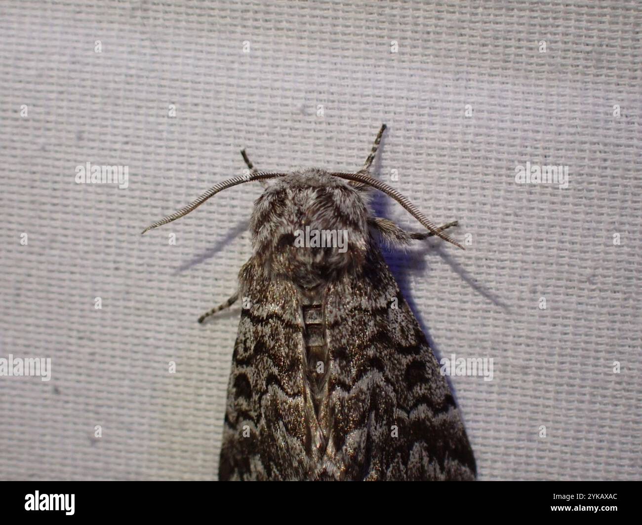 Western Panthea Moth (Panthea virginarius Stock Photo - Alamy