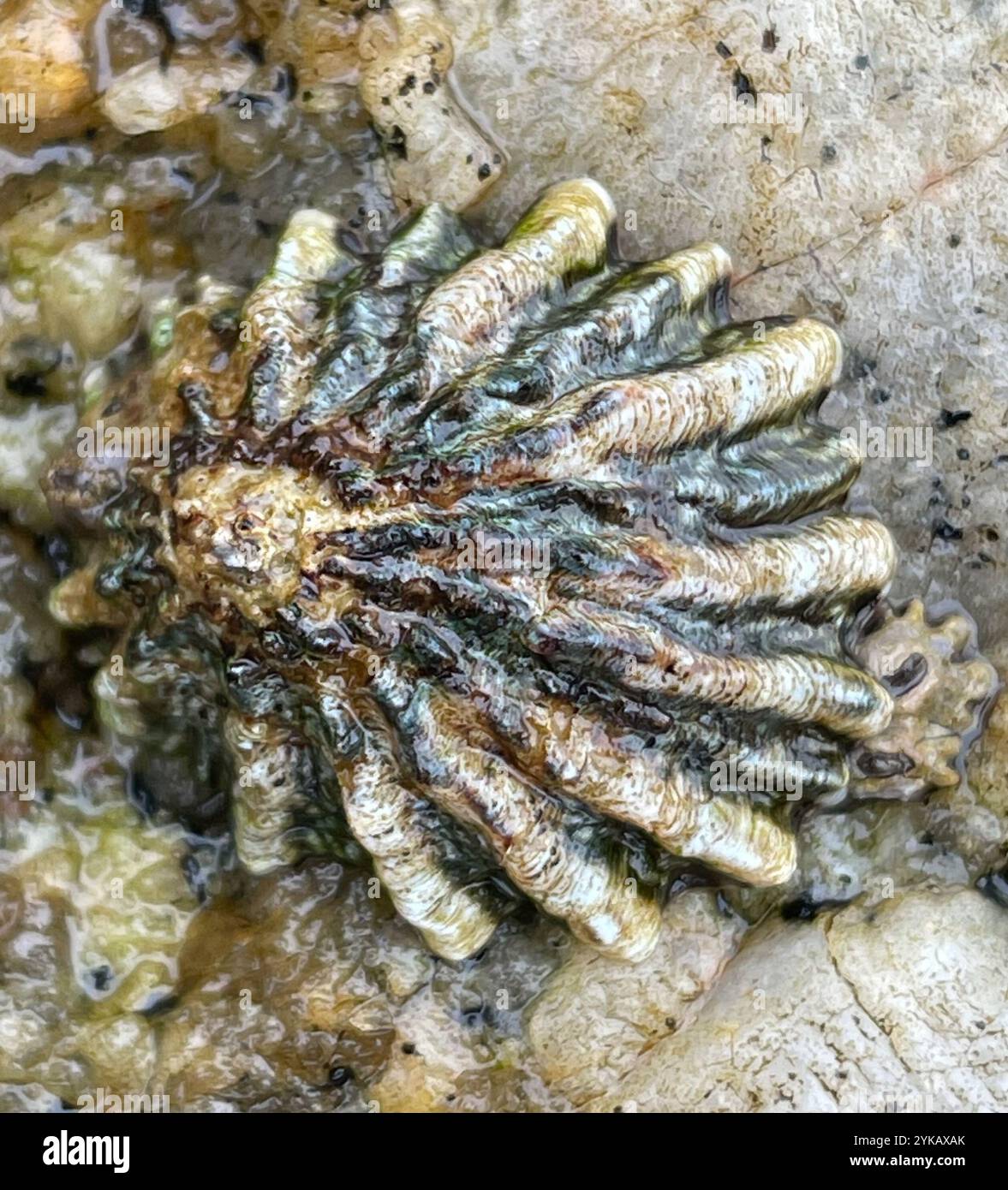 Rough Limpet (Lottia scabra Stock Photo - Alamy