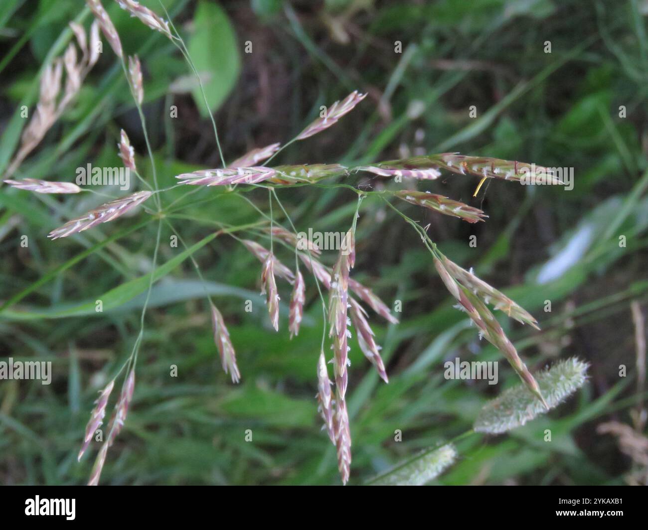 Smooth Brome (Bromus inermis Stock Photo - Alamy