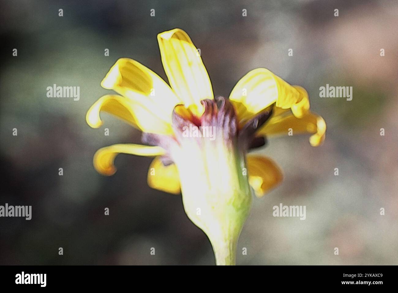 Climbing Babooncabbage (Othonna perfoliata Stock Photo - Alamy