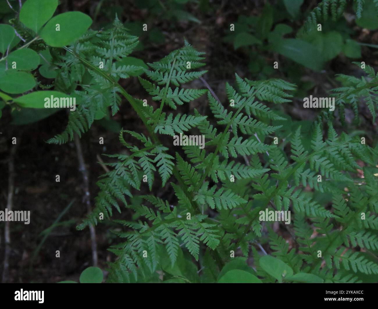 wood ferns (Dryopteris Stock Photo - Alamy