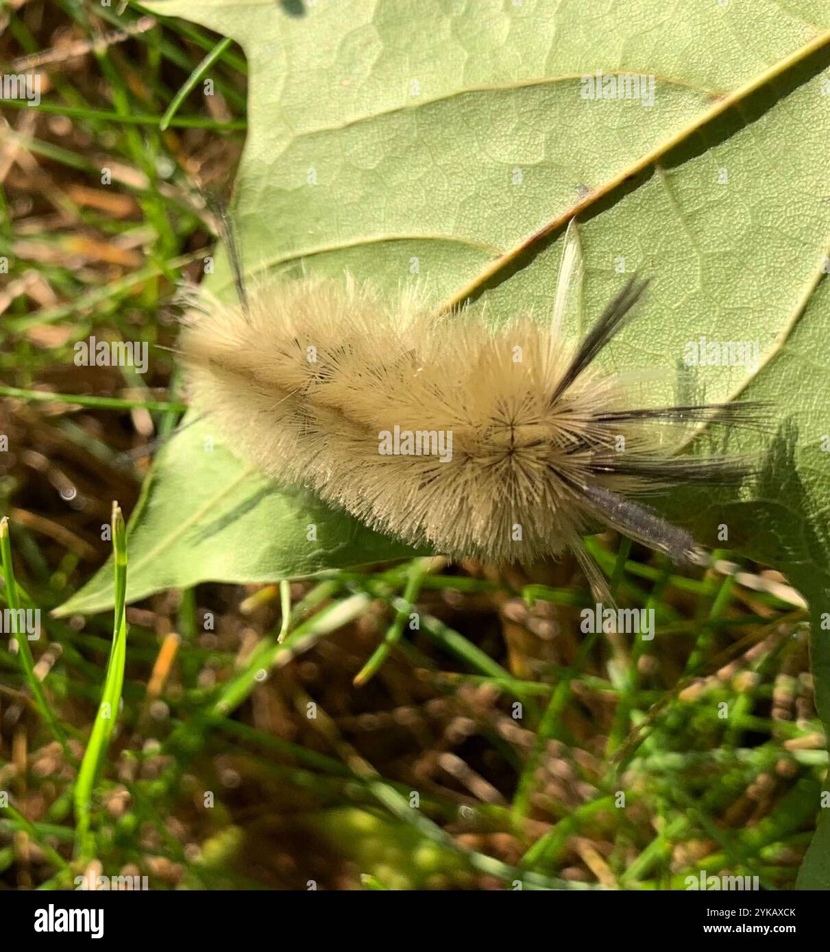 Banded Tussock Moth (Halysidota tessellaris Stock Photo - Alamy
