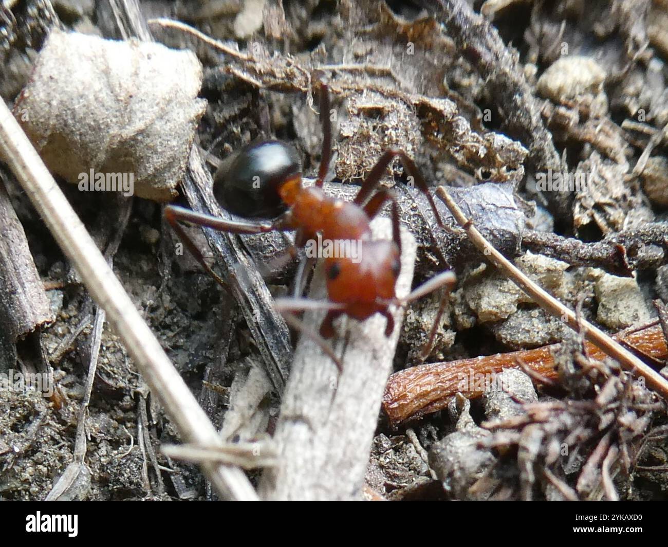 Allegheny Mound Ant (Formica exsectoides Stock Photo - Alamy