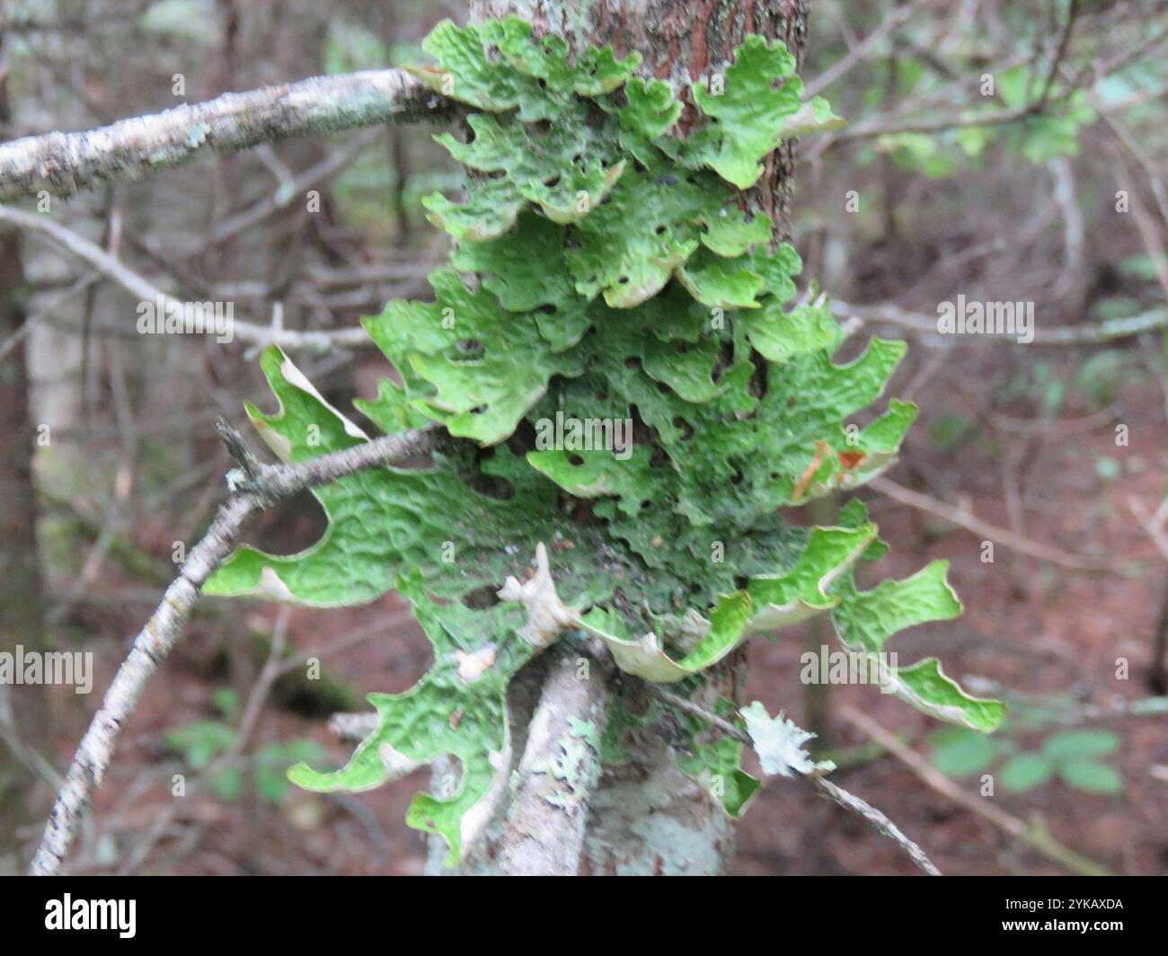 Tree Lungwort (Lobaria pulmonaria Stock Photo - Alamy