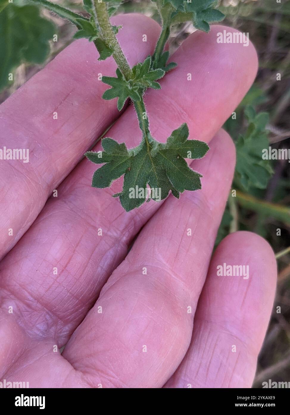 Calotis cuneifolia hi-res stock photography and images - Alamy