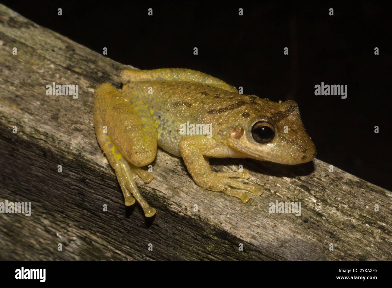 Fuscous-blotched Snouted Tree Frog (Scinax fuscovarius Stock Photo - Alamy
