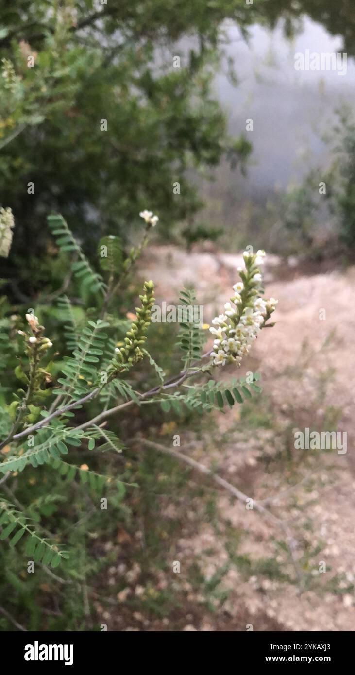 Texas Kidneywood (Eysenhardtia texana Stock Photo - Alamy