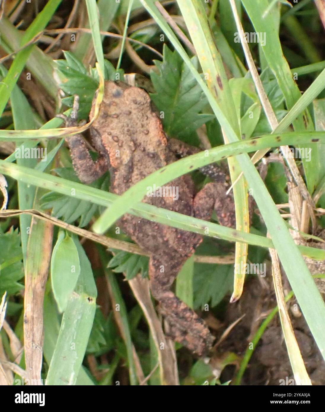 European Toad (Bufo bufo Stock Photo - Alamy
