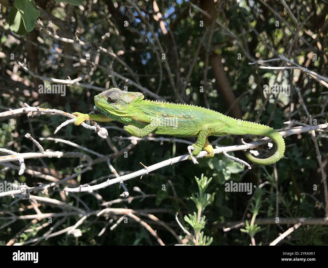 Cape Dwarf Chameleon (Bradypodion pumilum Stock Photo - Alamy
