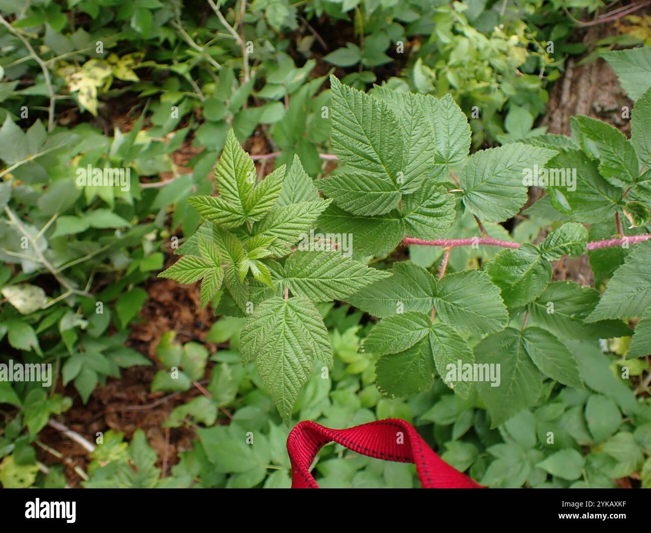 red raspberry (Rubus idaeus Stock Photo - Alamy