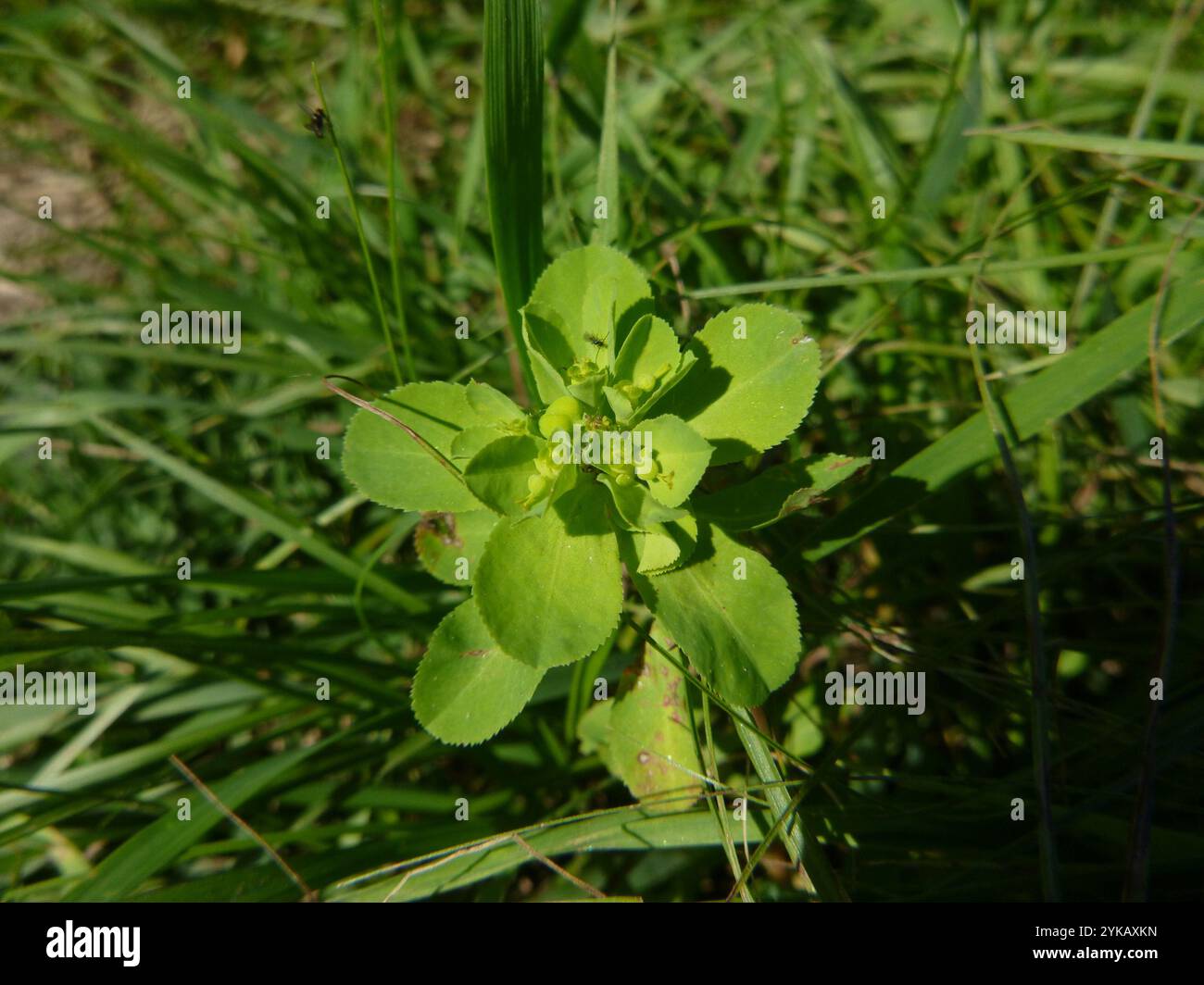 Sun spurge (Euphorbia helioscopia Stock Photo - Alamy