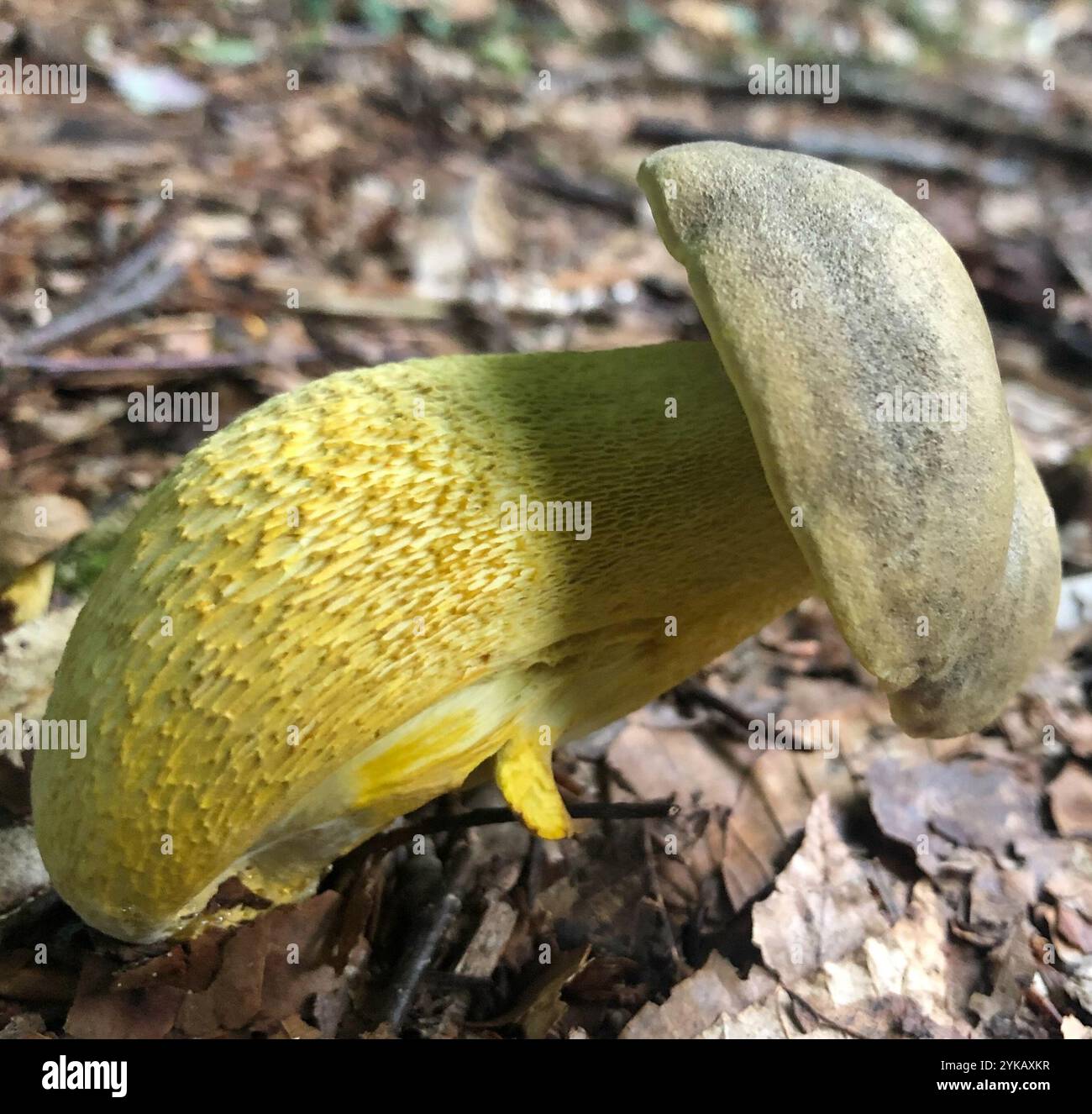 Ornate-stalked bolete (Retiboletus ornatipes Stock Photo - Alamy