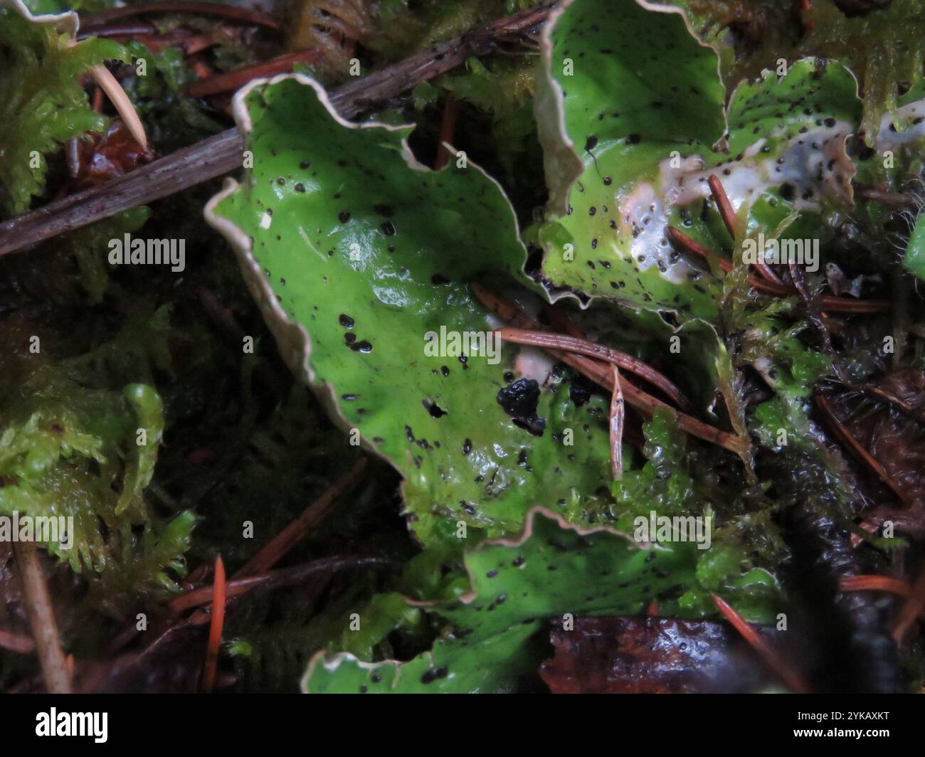 freckled pelt lichen (Peltigera aphthosa Stock Photo - Alamy