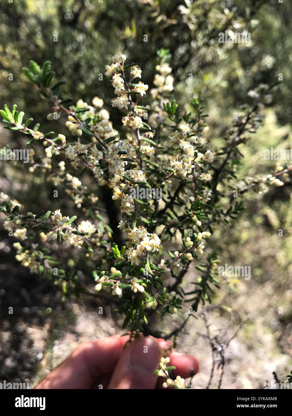 Tauhinu hi-res stock photography and images - Alamy