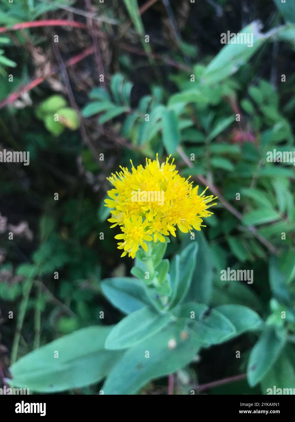 stiff-leaved goldenrod (Solidago rigida Stock Photo - Alamy