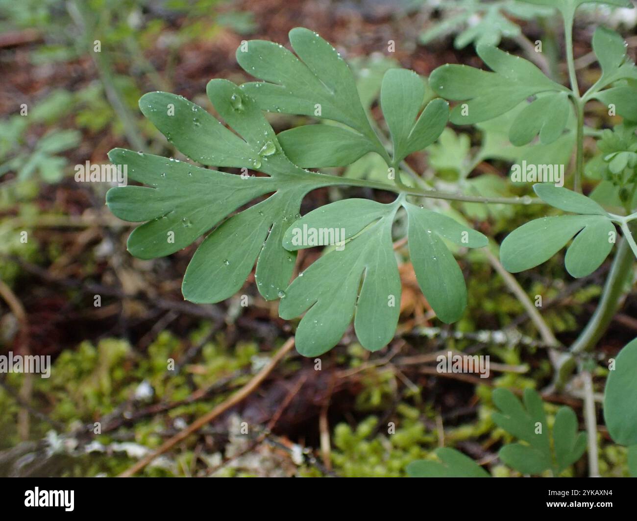 Capnoides sempervirens hi-res stock photography and images - Alamy
