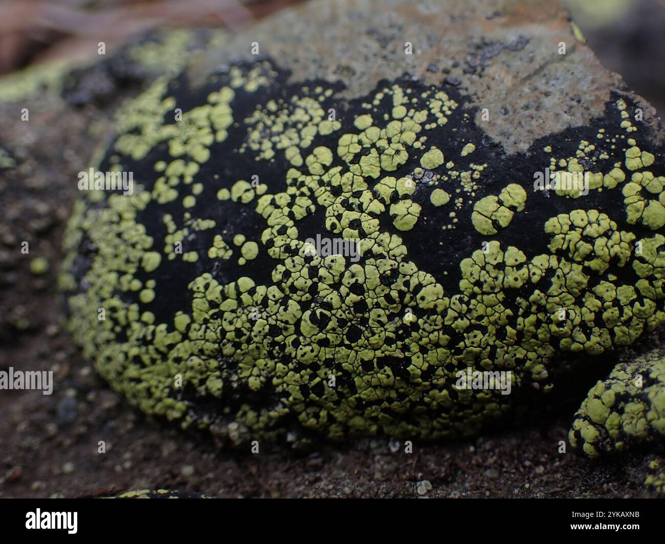lemon map lichen (Rhizocarpon macrosporum Stock Photo - Alamy